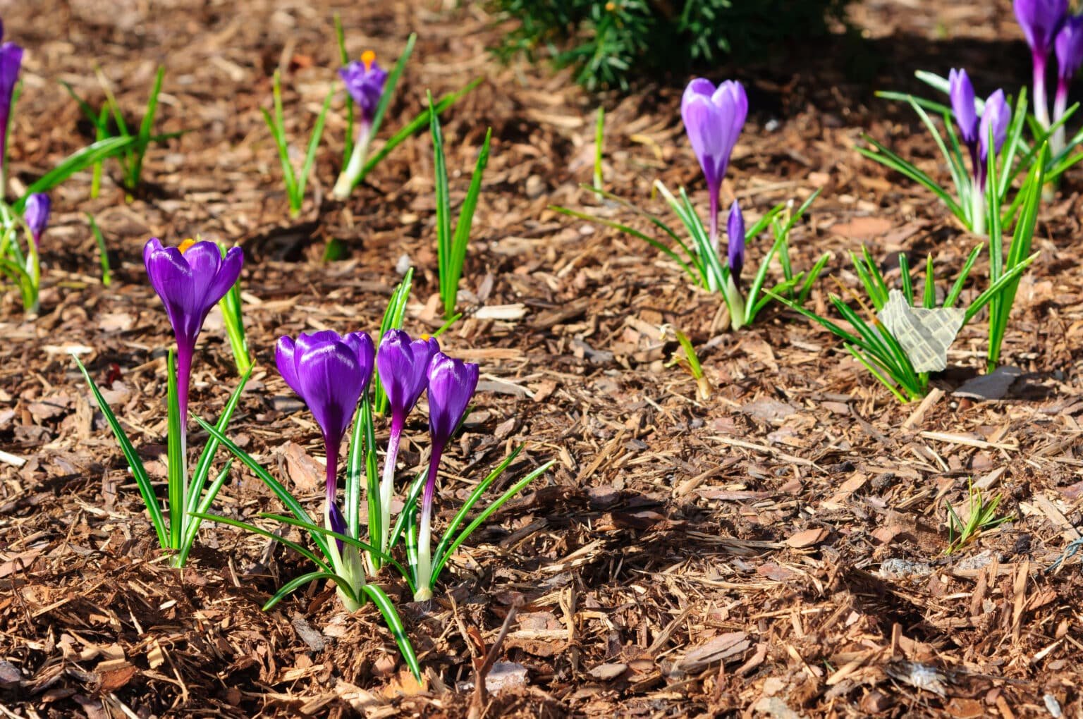 Mulch Colors And Types from Pine to Cocoa to Explored – My Next House ...